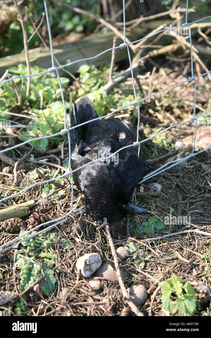 Dead crow fence hi-res stock photography and images - Alamy