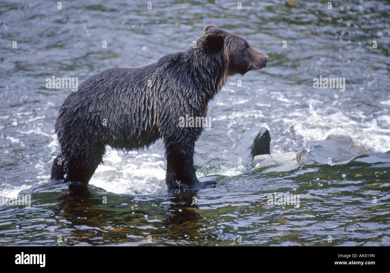A coastal grizzly bear Ursus horribilis in search of migrating salmon ...