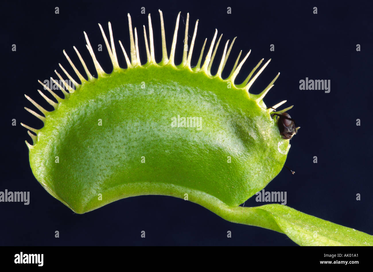 A fly trapped inside a Venus fly trap Stock Photo - Alamy