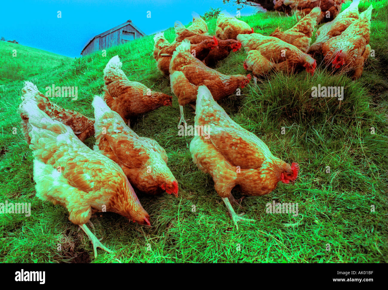 Free range chickens eating corn Stock Photo - Alamy