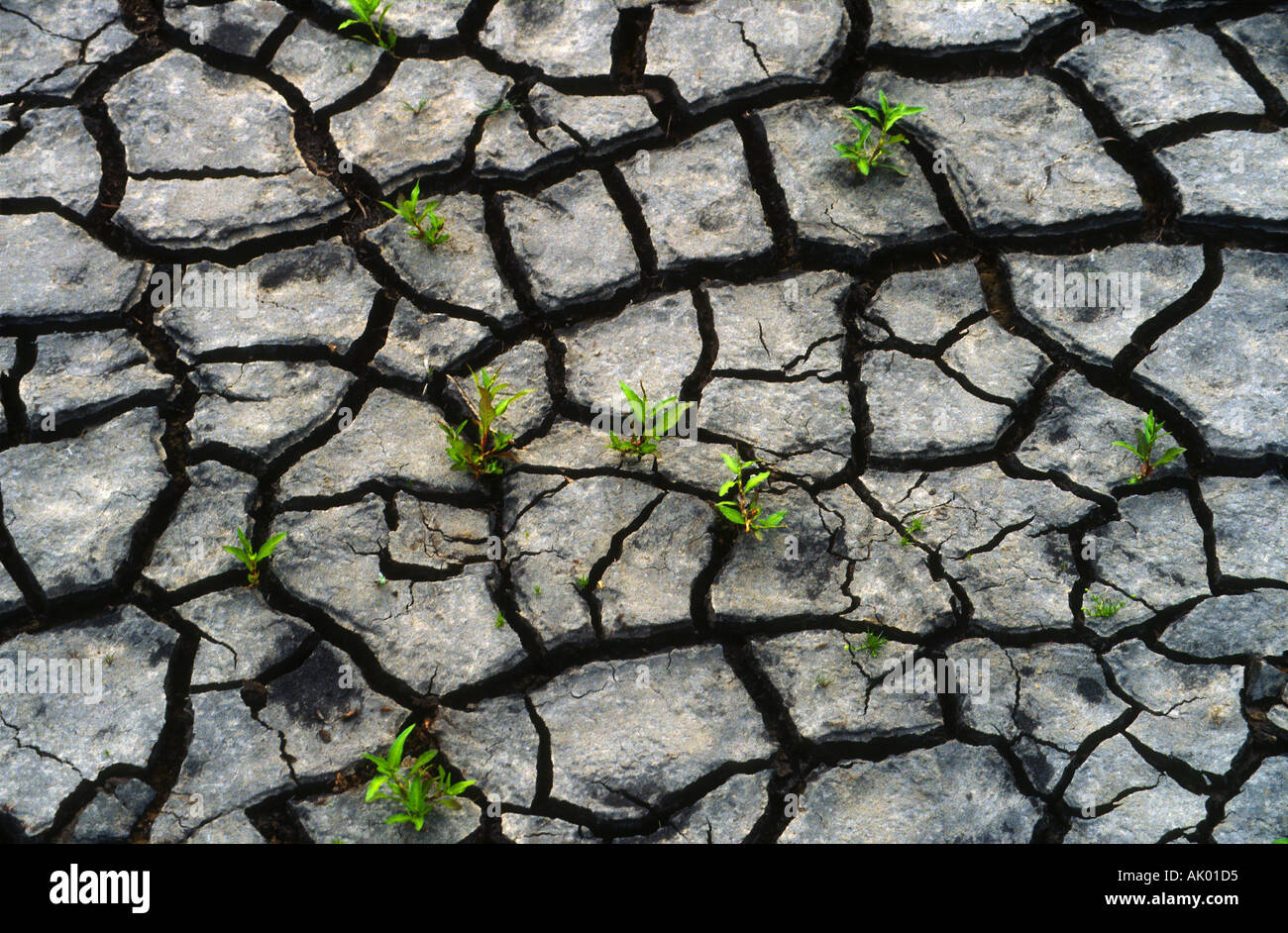 Cracked dried mud in river hi-res stock photography and images - Alamy