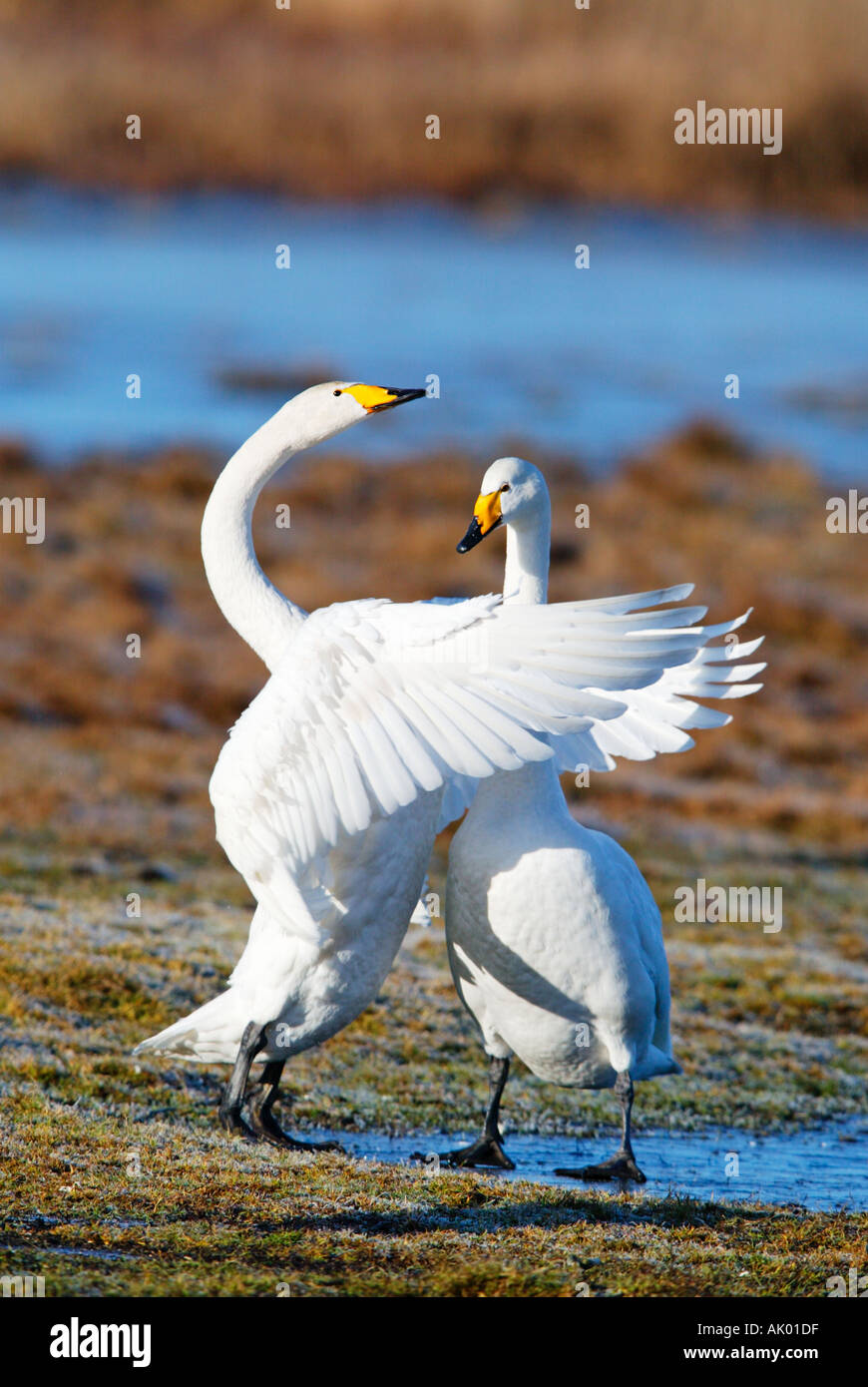 Hugging swan hi-res stock photography and images - Alamy