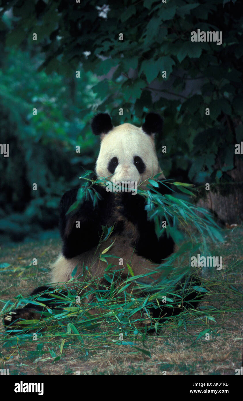Giant Panda / Bambusbaer / Grosser Panda Stock Photo - Alamy