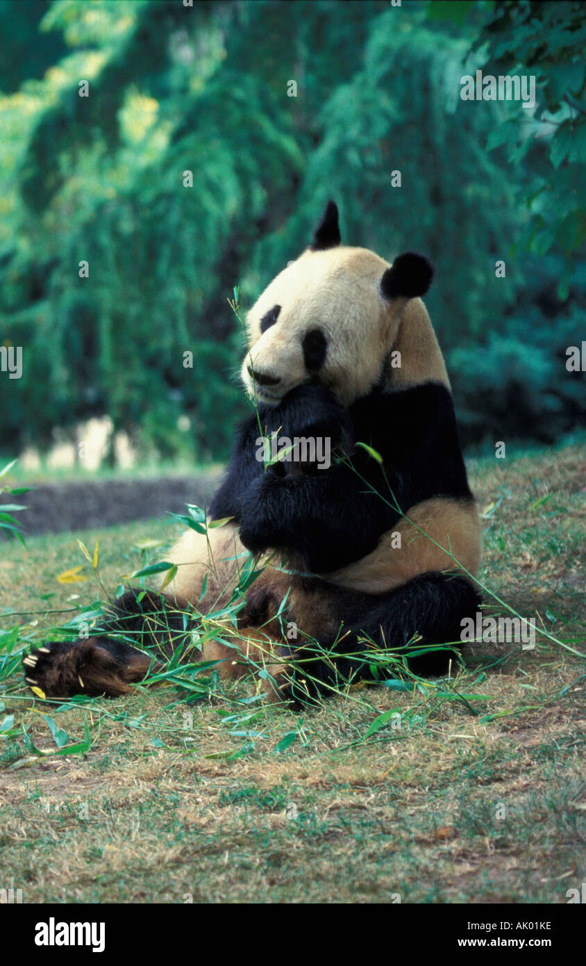 Giant Panda / Bambusbaer / Grosser Panda Stock Photo - Alamy