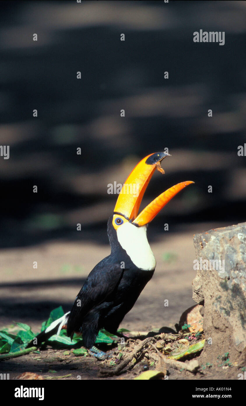 Toco toucan eating hi-res stock photography and images - Alamy