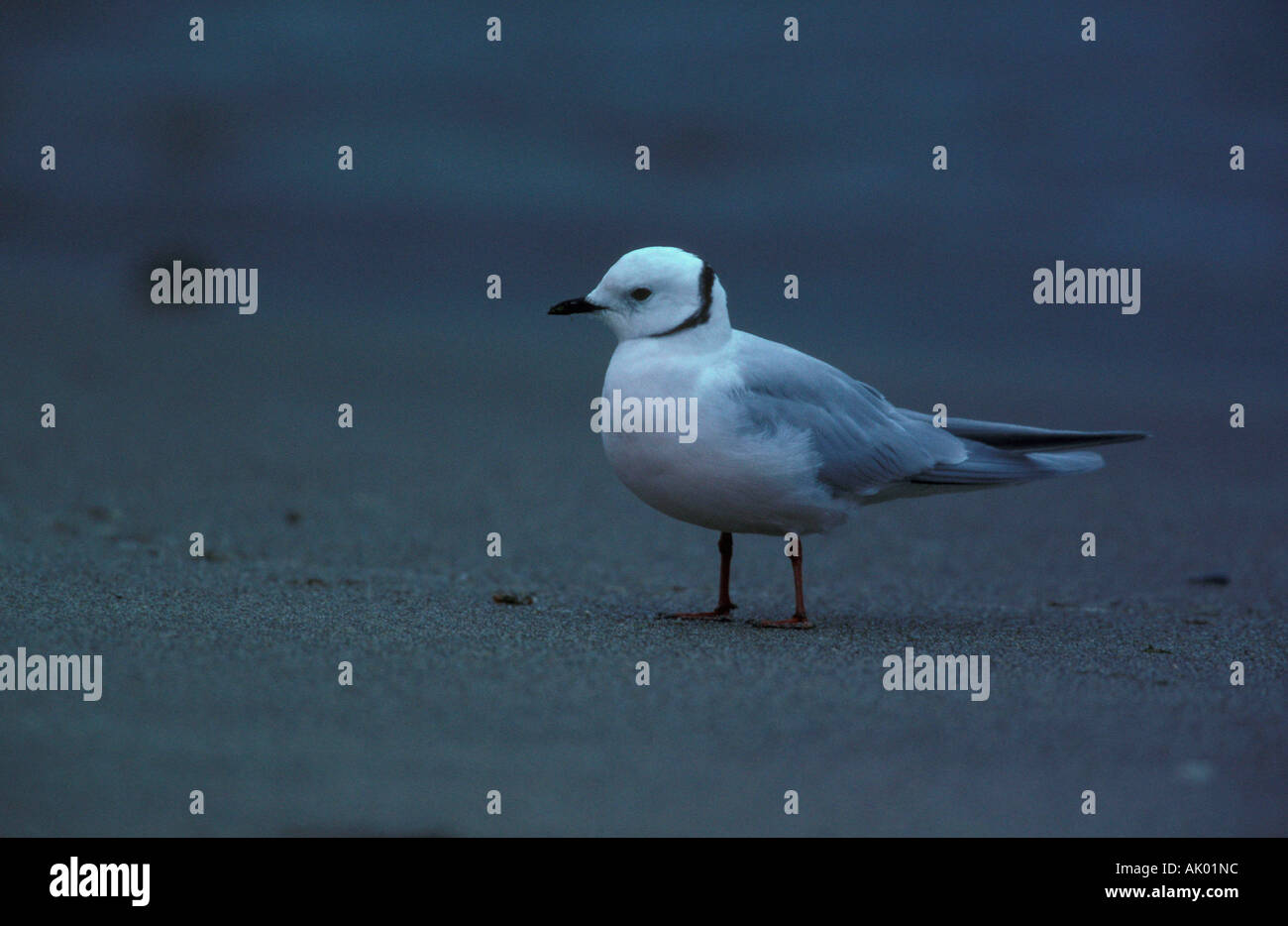 Rosss gulls hi-res stock photography and images - Alamy