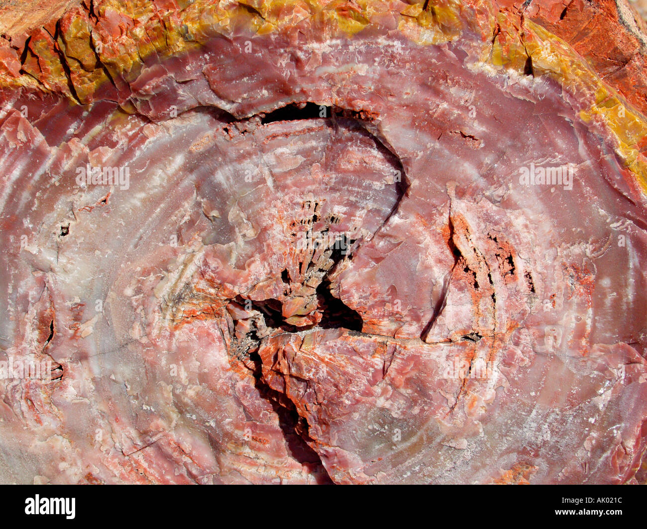 Petrified Tree Rings High Resolution Stock Photography and Images - Alamy