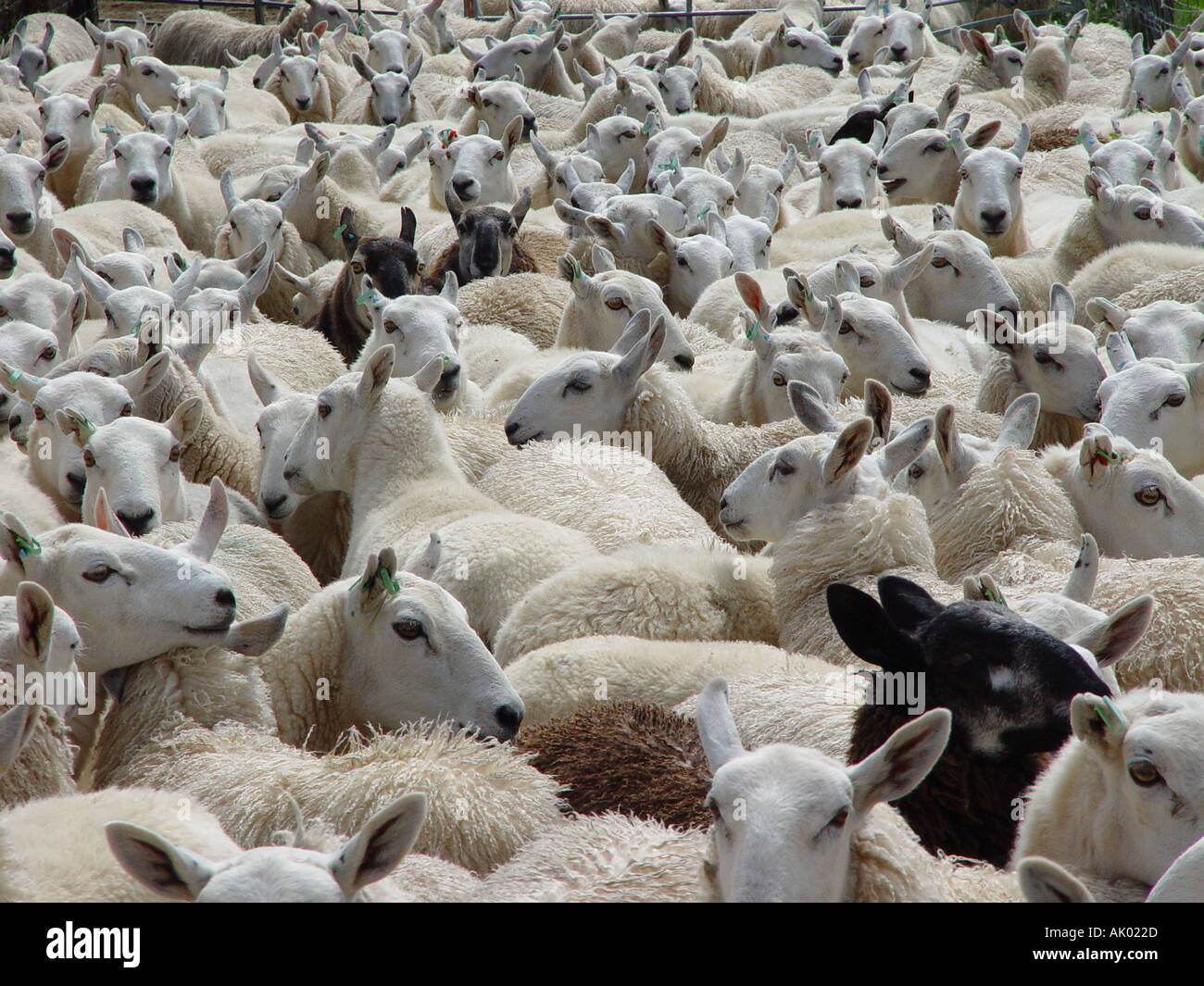 Sheep dip hi-res stock photography and images - Alamy