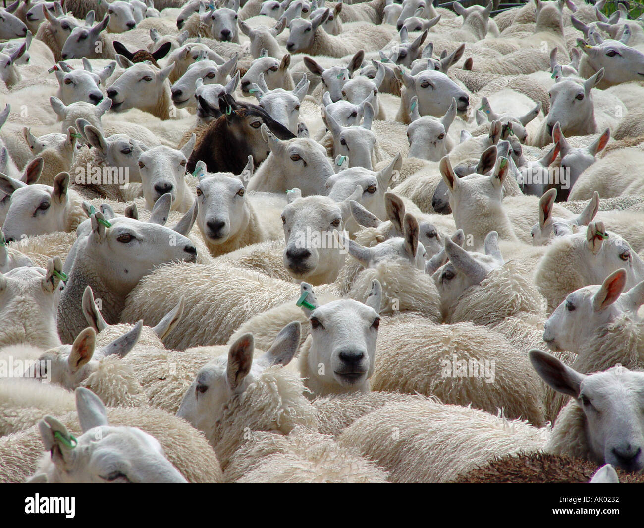 Sheep dip hi-res stock photography and images - Alamy