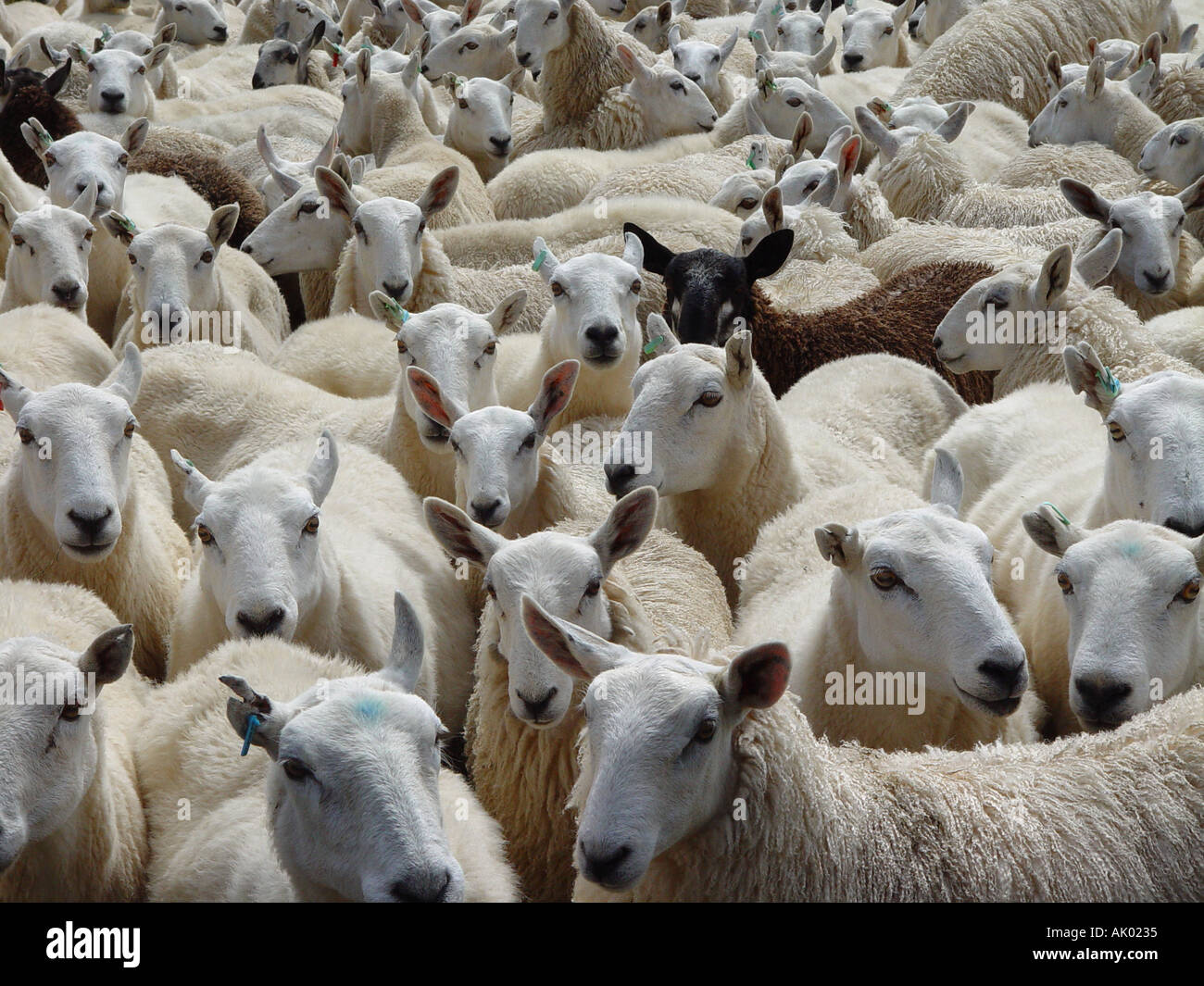 Sheep dip hi-res stock photography and images - Alamy