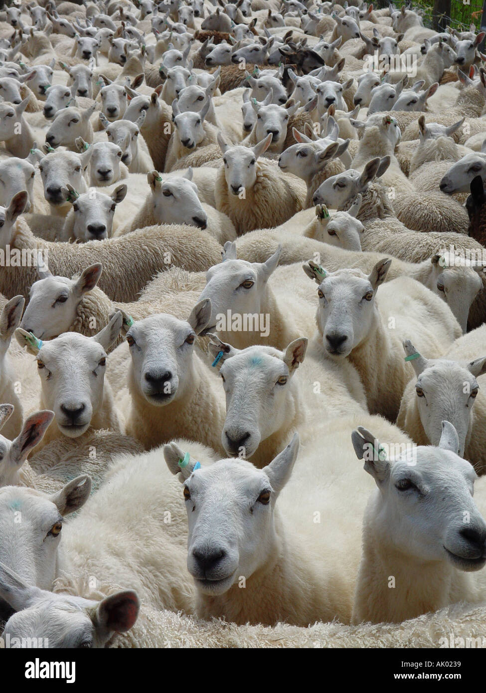 Flock of sheep ready for sheep dip Stock Photo - Alamy