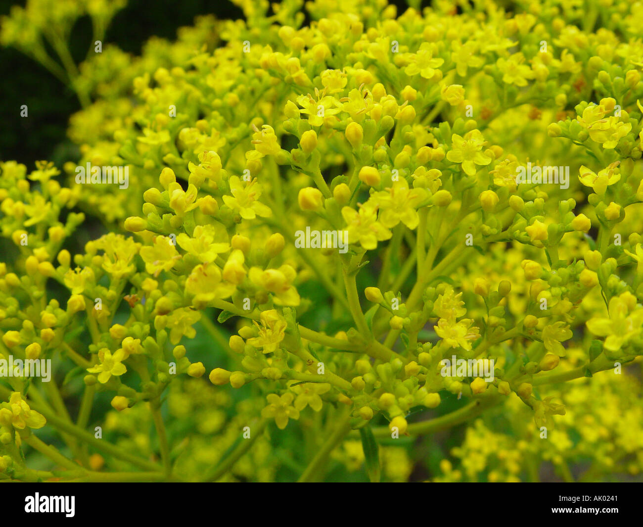 Patrina hi-res stock photography and images - Alamy