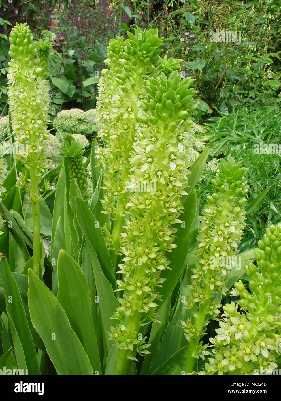 Eucomis pallidiflora Stock Photo: 1245772 - Alamy