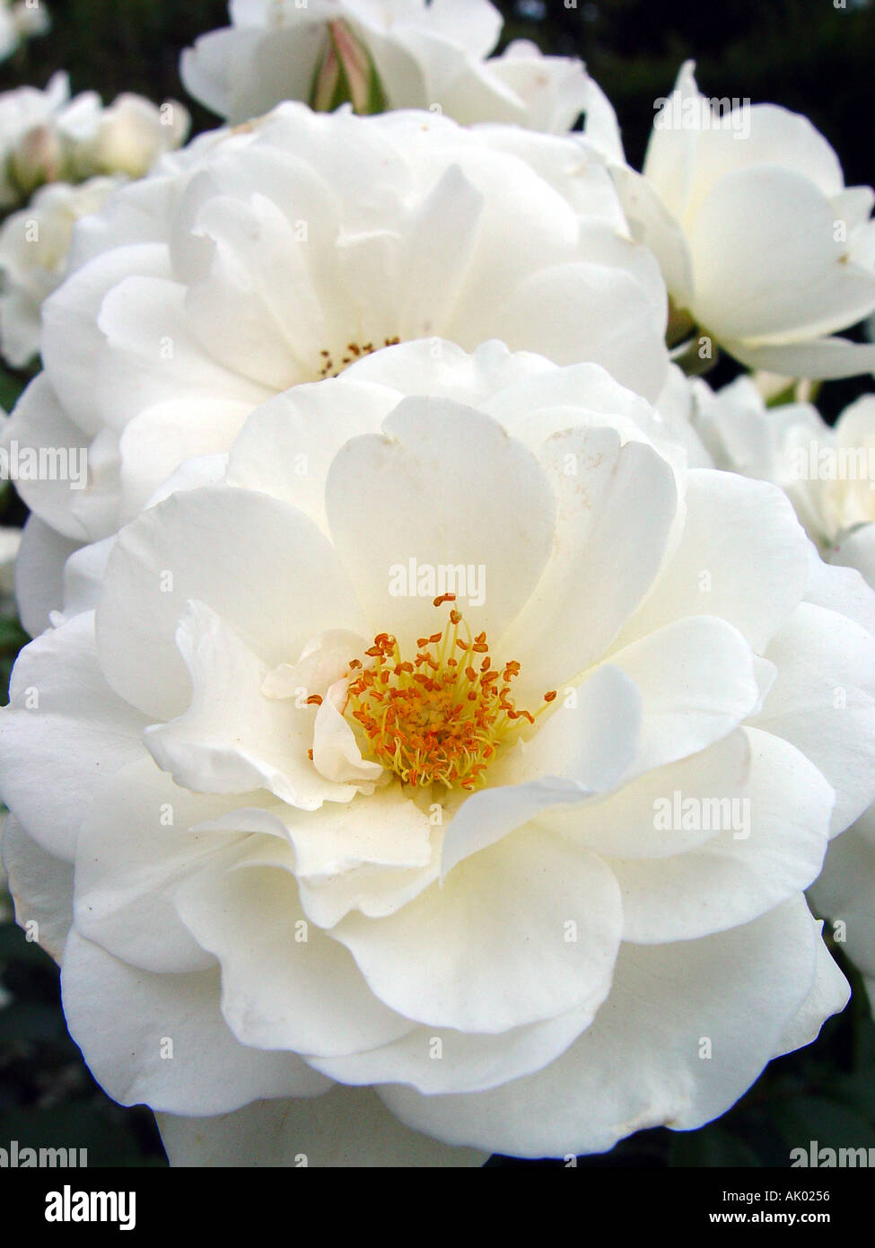 Cluster of white roses - maybe Iceberb but not 100 Stock Photo - Alamy