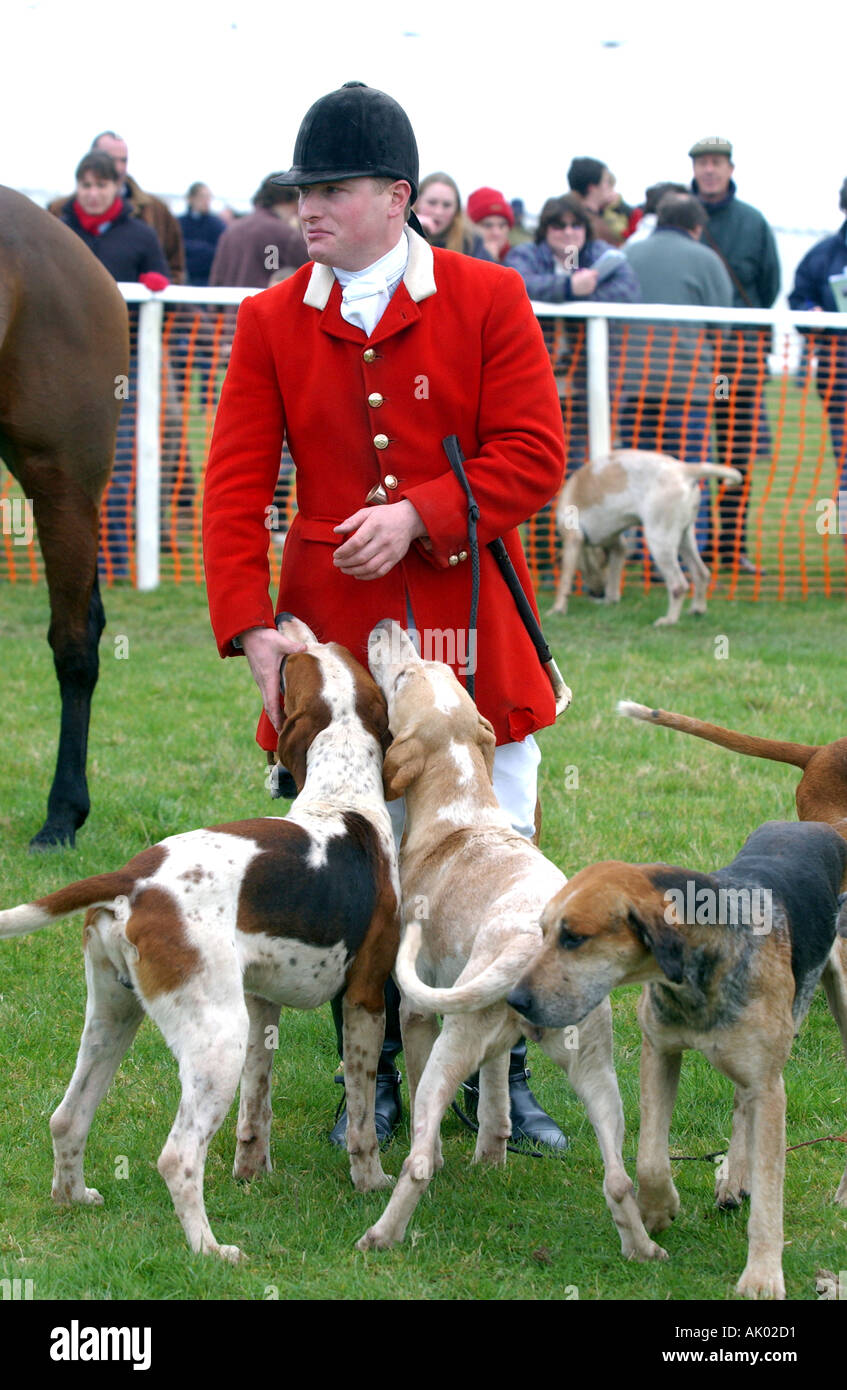 Fox hunting rider and hounds Stock Photo - Alamy