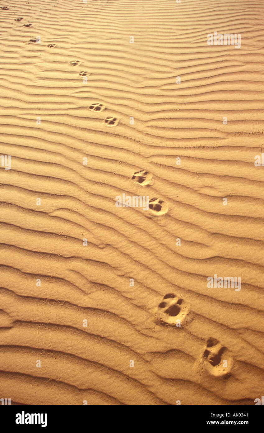 Arabian hyena hi-res stock photography and images - Alamy