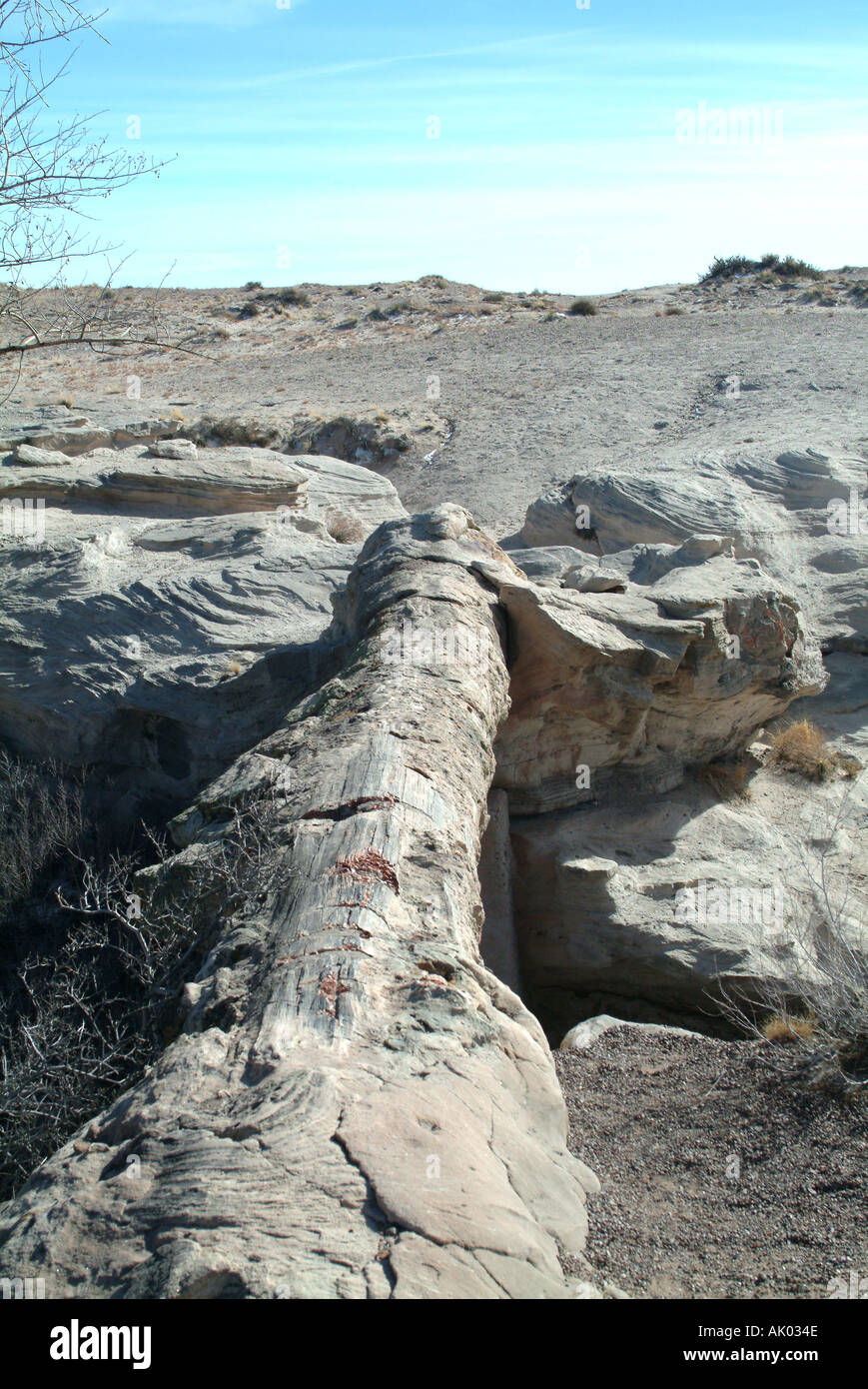 Bridge Formed by Petrified Tree at Agate Bridge Petrified Forest ...
