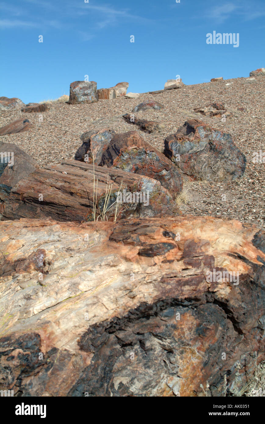Petrified Tree Trunks on Crystal Forest Trail Petrified Forest National ...