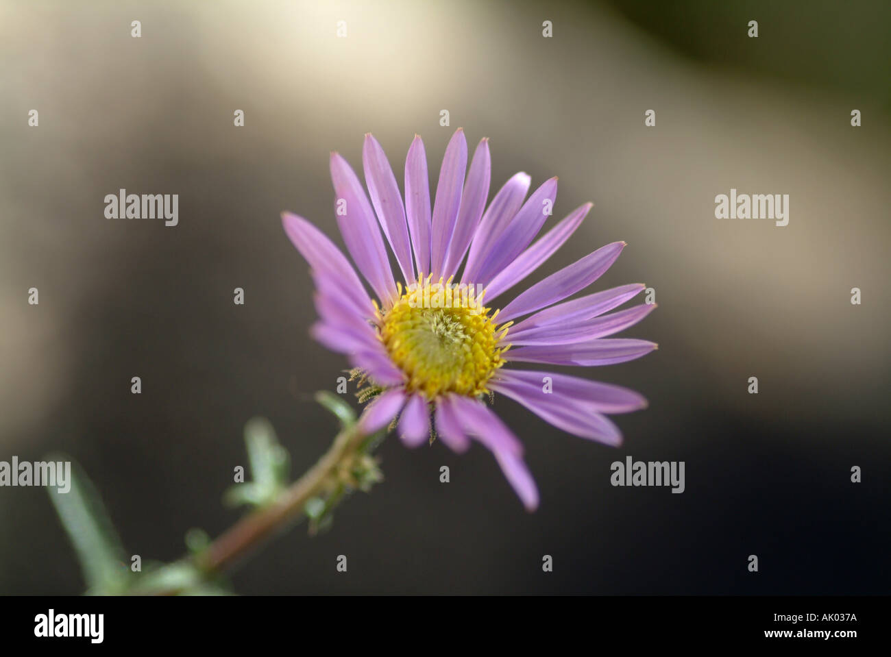 Family of asteraceae hi-res stock photography and images - Alamy
