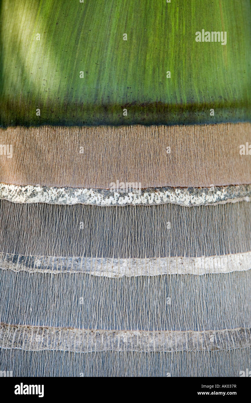 Cocos nucifera. Close up of the growth of a coconut palm tree trunk ...