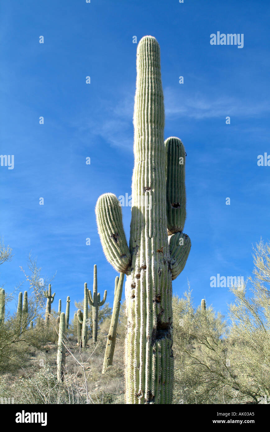 Giant Saguaro Cacti near Scottsdale Arizona United States America USA ...