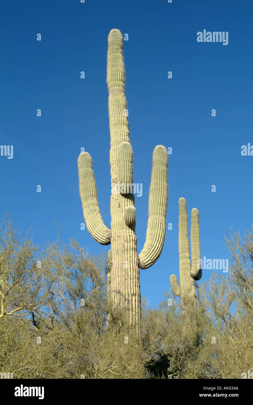 Giant Saguaro Cacti near Scottsdale Arizona United States America USA ...