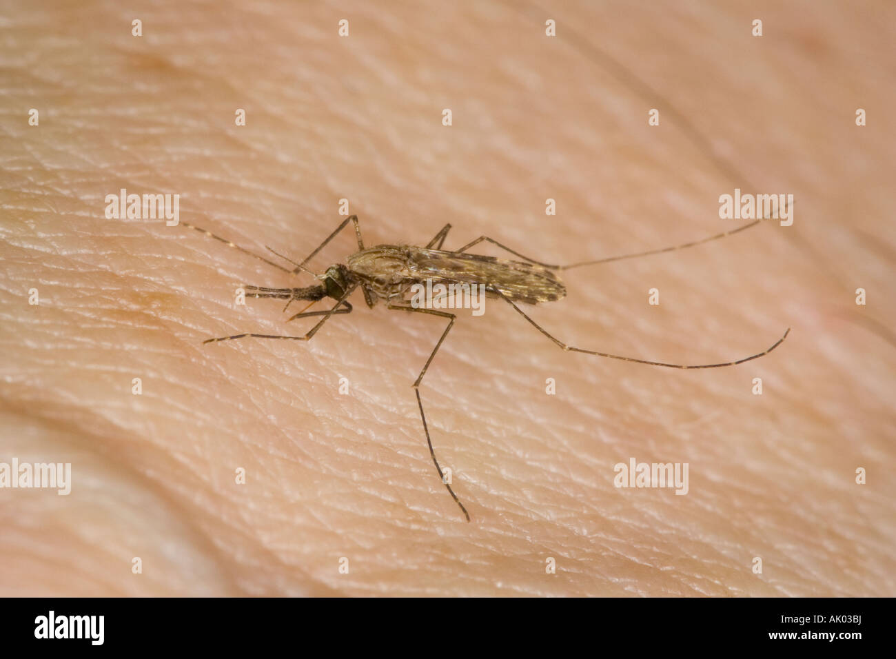 Malaria mosquito (Anopheles gambiae) biting human arm Stock Photo - Alamy