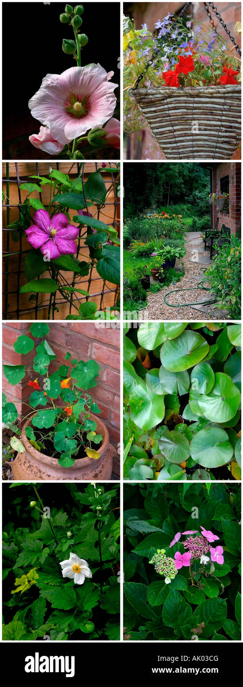 eight garden flower plant organic images or backgrounds images are high ...