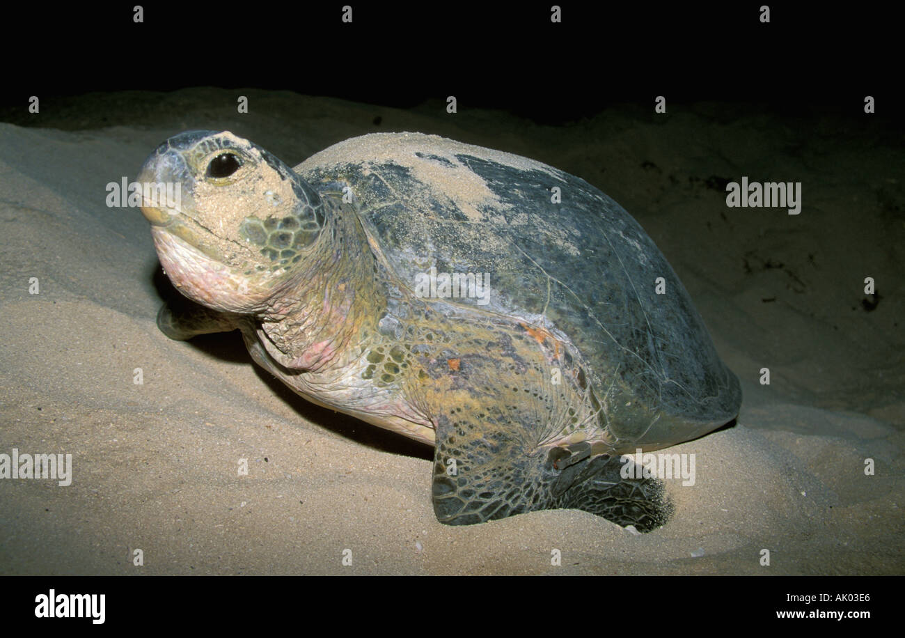 green turtle nesting Stock Photo - Alamy