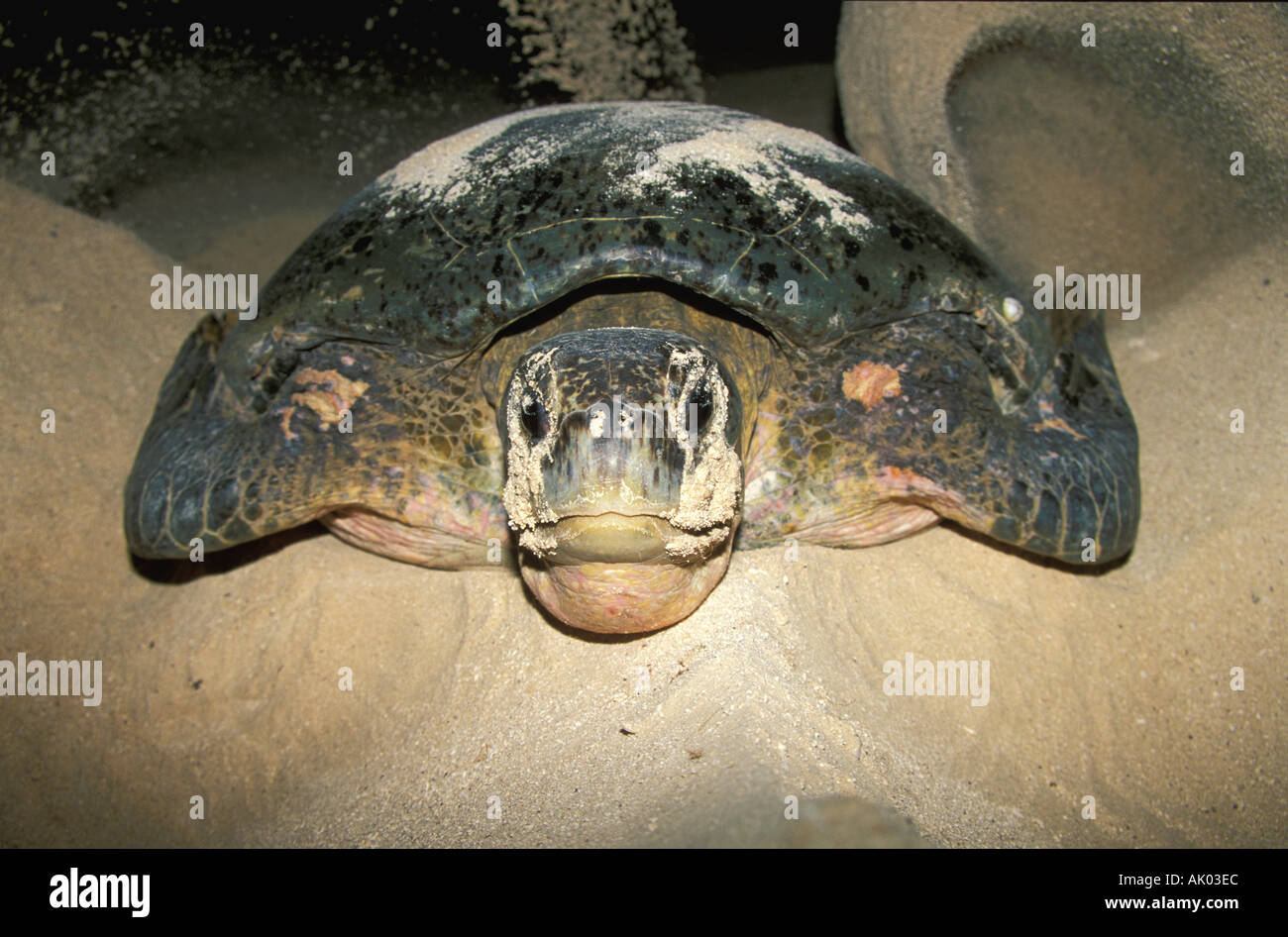 Turtle laying eggs in nest hi-res stock photography and images - Alamy
