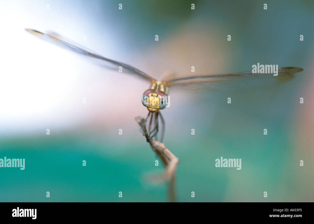 Dragonfly face portrait Stock Photo - Alamy