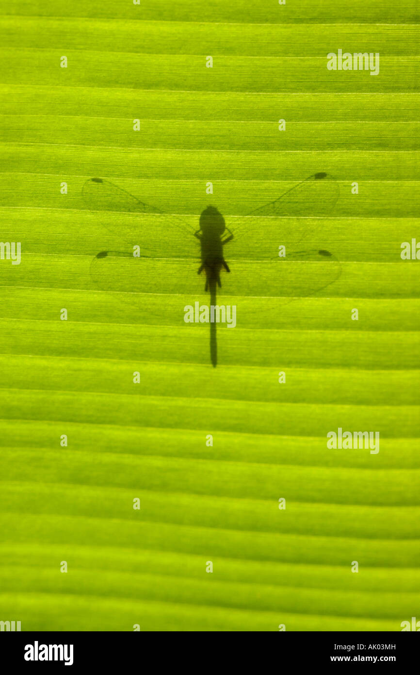 Dragonfly shadow on banana leaf Stock Photo - Alamy
