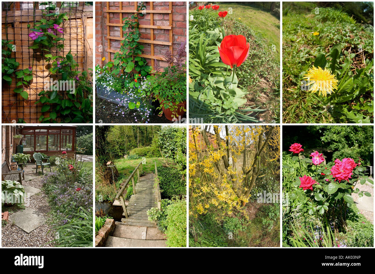 eight garden flower plant organic images or backgrounds images are high ...