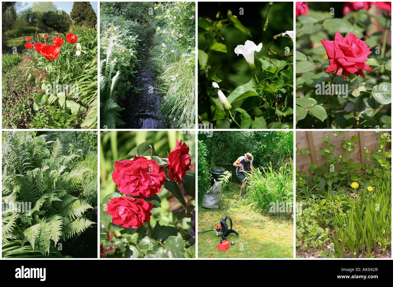 eight garden flower plant organic images or backgrounds images are high ...