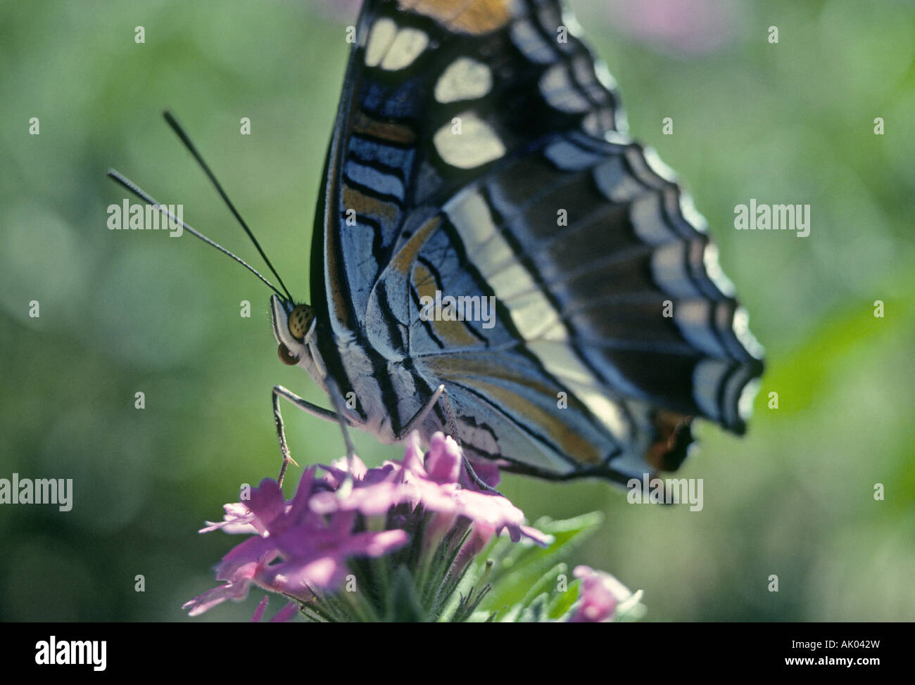 An Admiral butterfly on verbena Stock Photo - Alamy