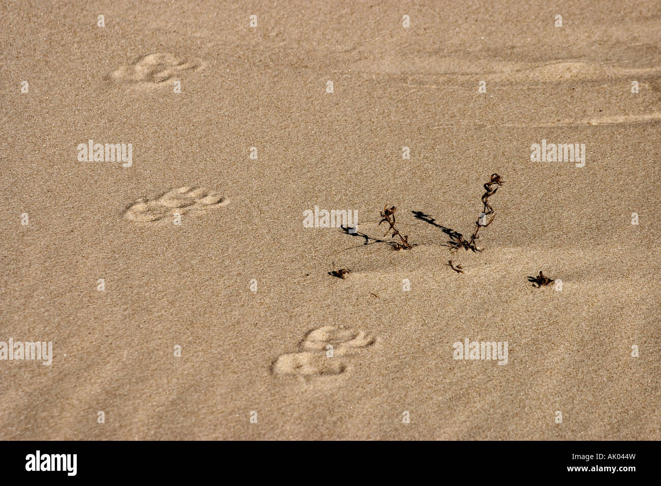 Animal tracks in the sand Stock Photo - Alamy