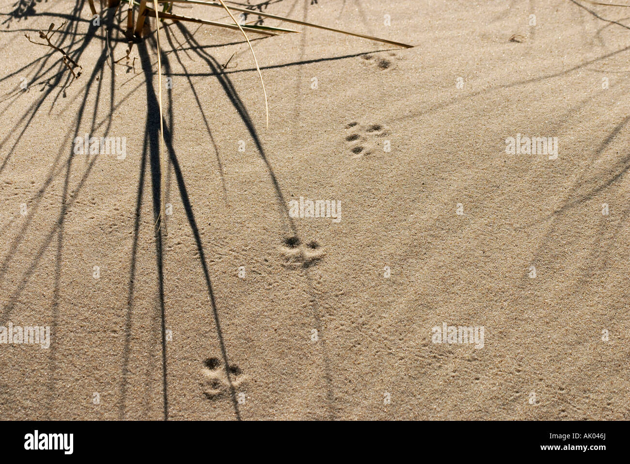 Animal tracks in the sand Stock Photo - Alamy