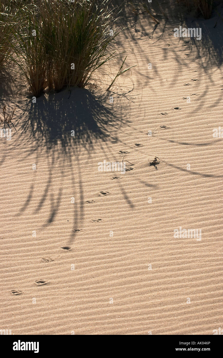 Animal tracks in the sand Stock Photo - Alamy
