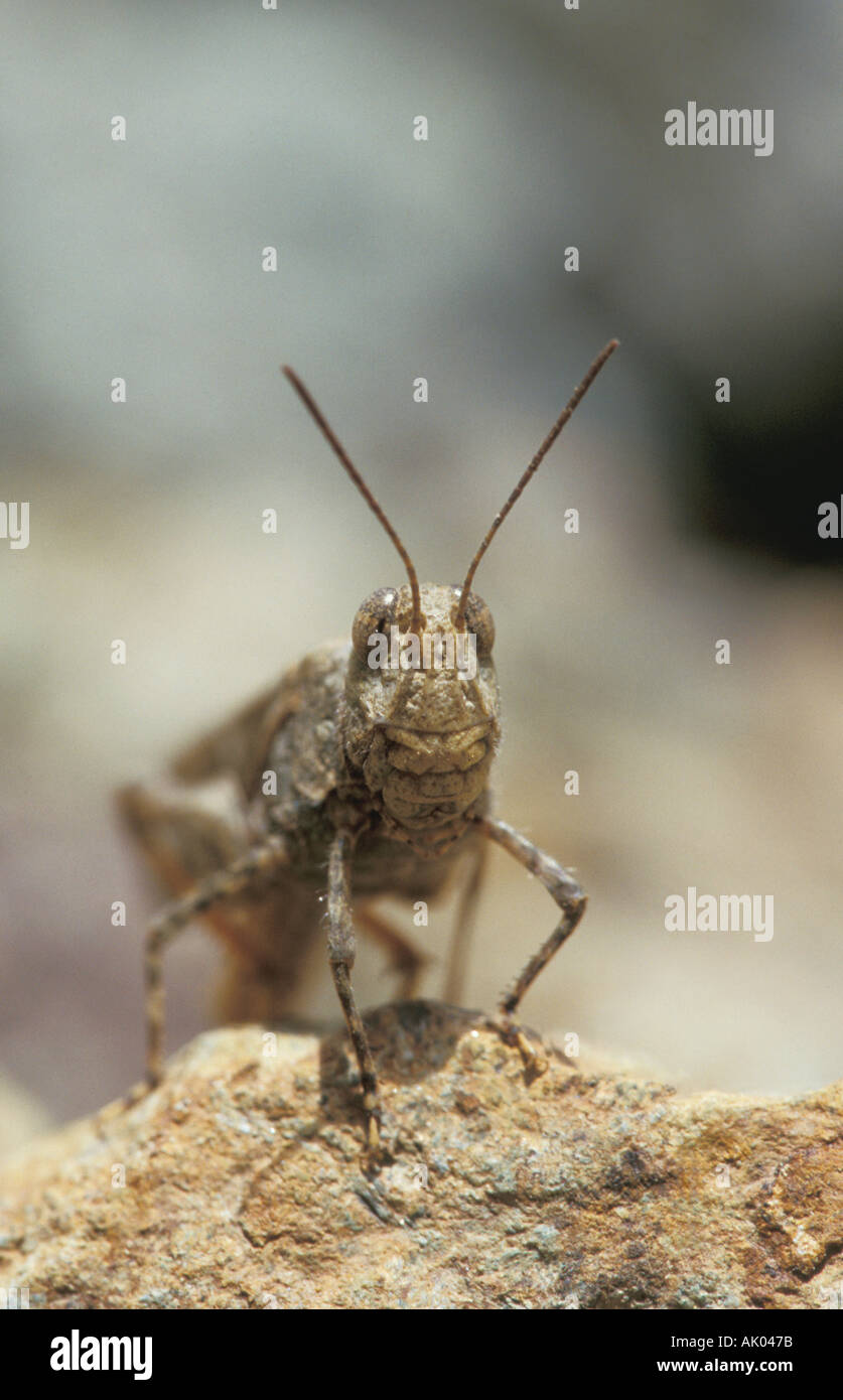 Desert locust plague hi-res stock photography and images - Alamy