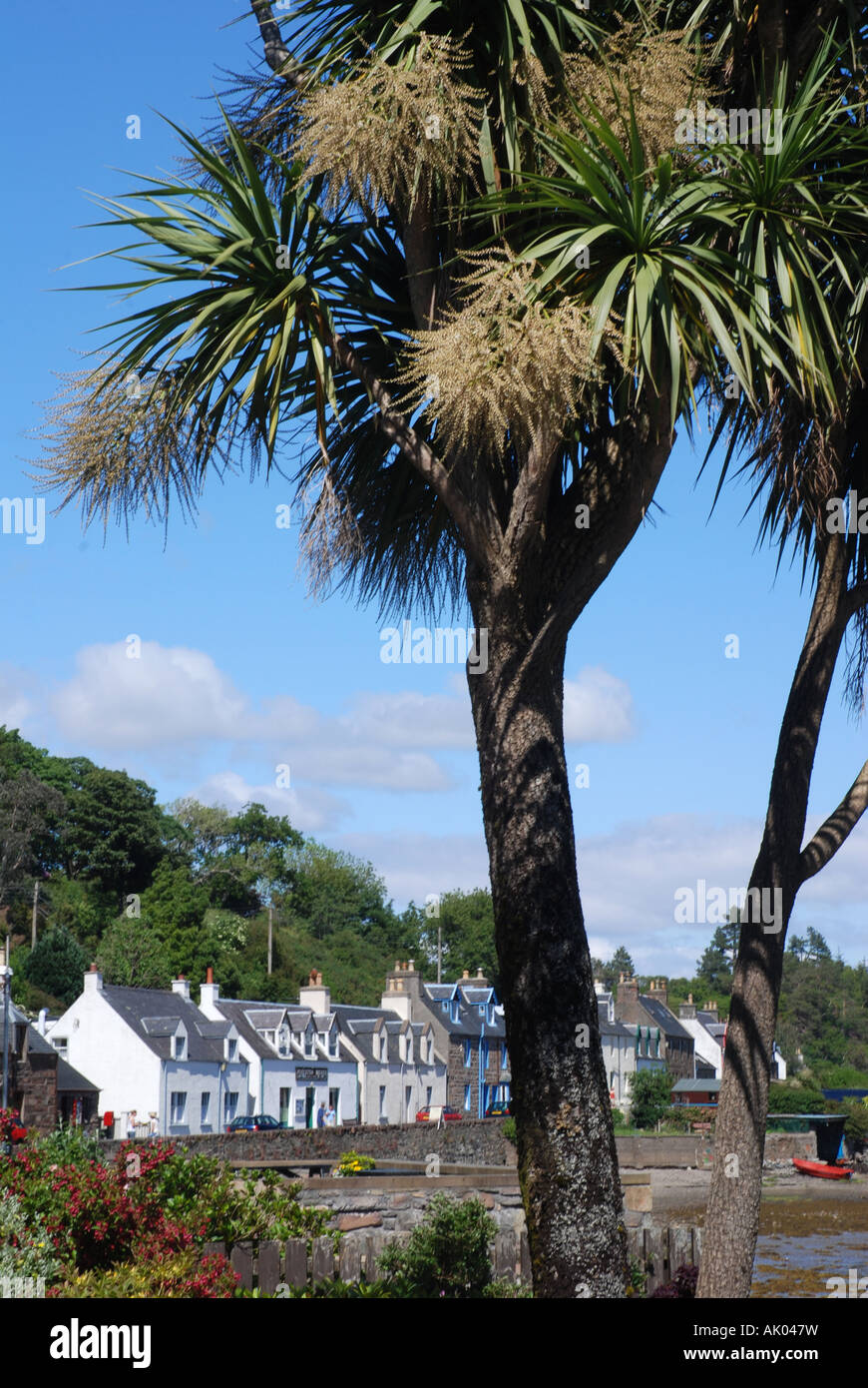 Plockton palm trees hi-res stock photography and images - Alamy