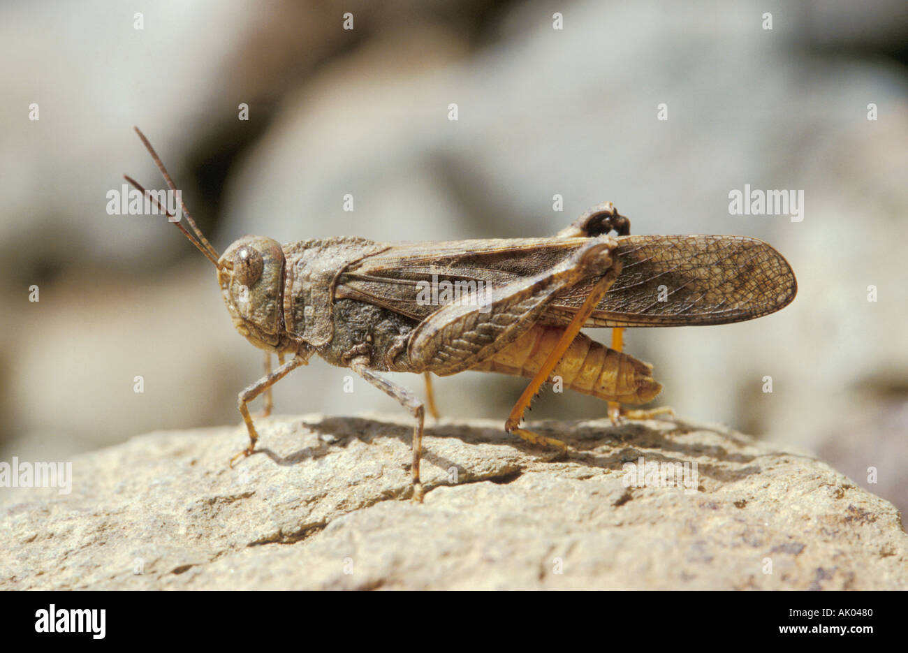 Desert locust plague hi-res stock photography and images - Alamy