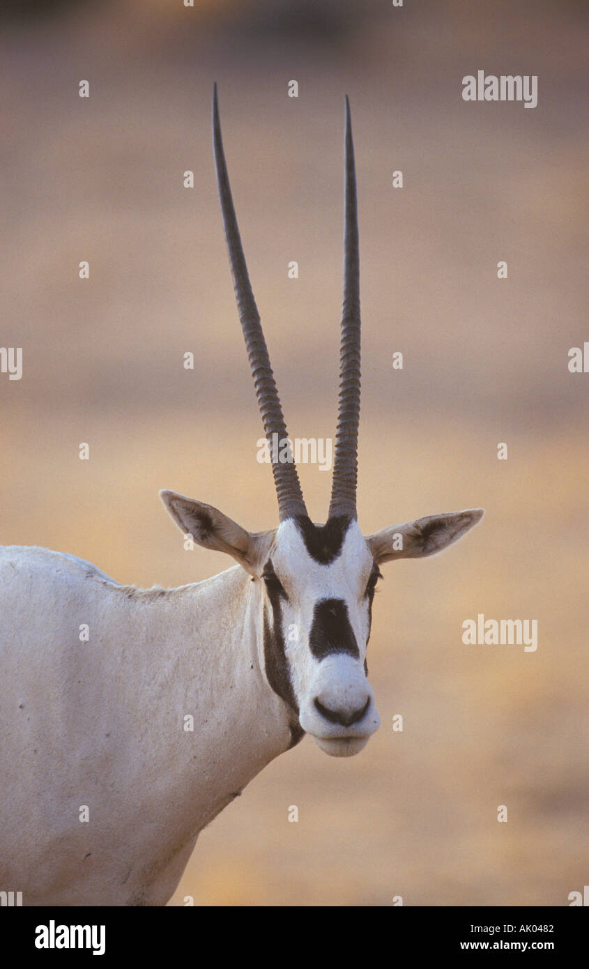 Arabian oryx portrait saudi arabia Stock Photo - Alamy