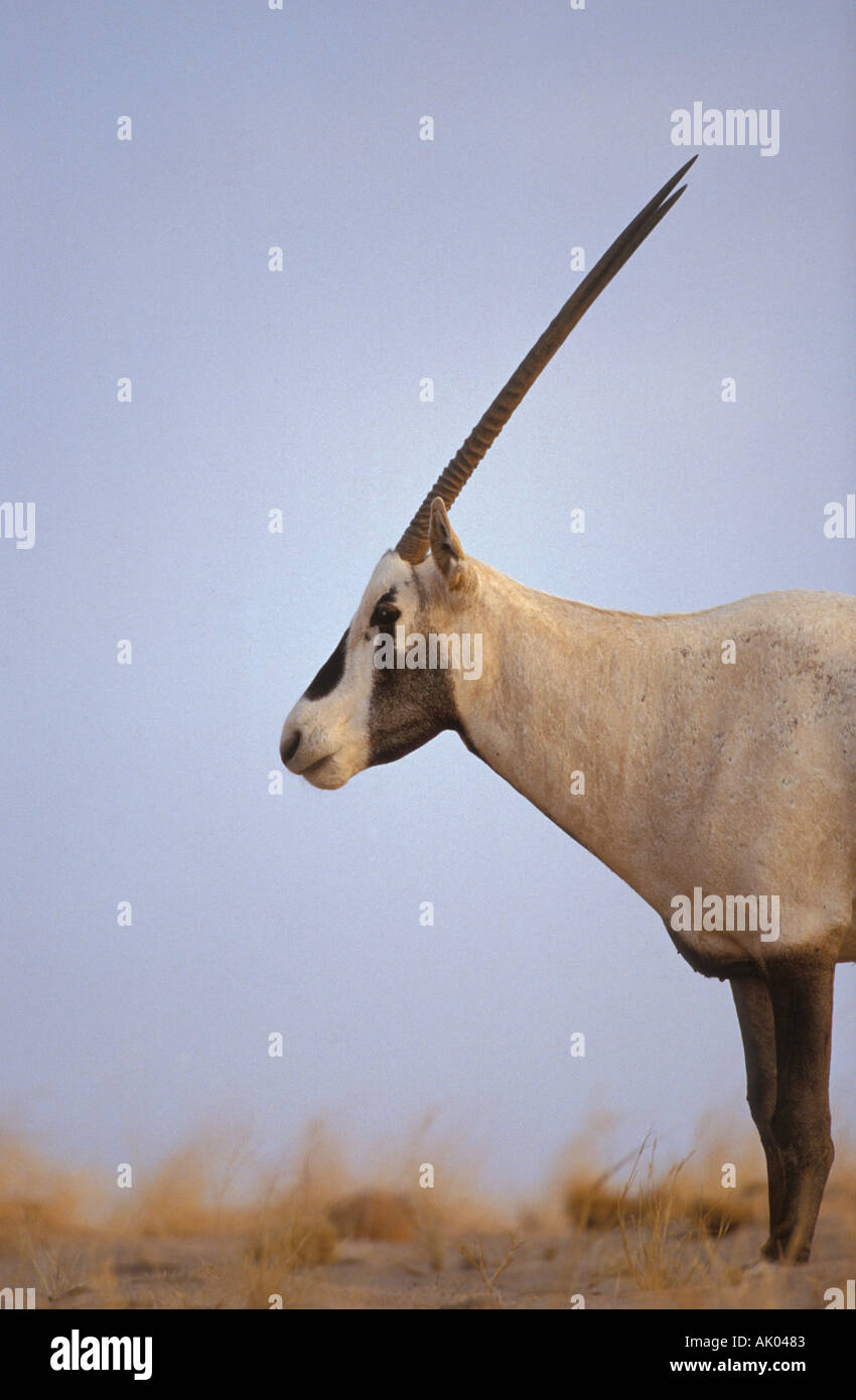 Arabian oryx portrait saudi arabia Stock Photo - Alamy