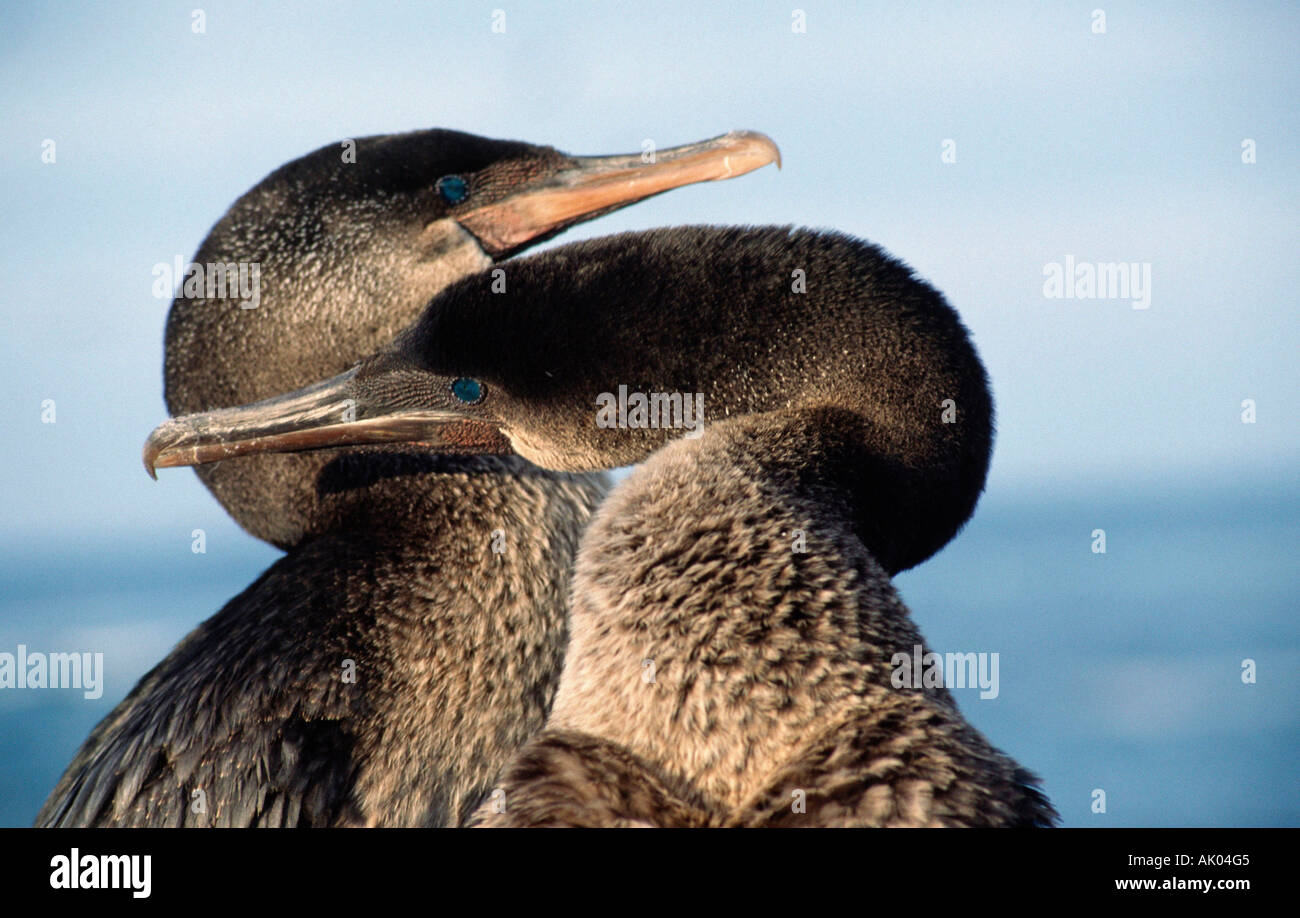 Two flightless birds hi-res stock photography and images - Alamy