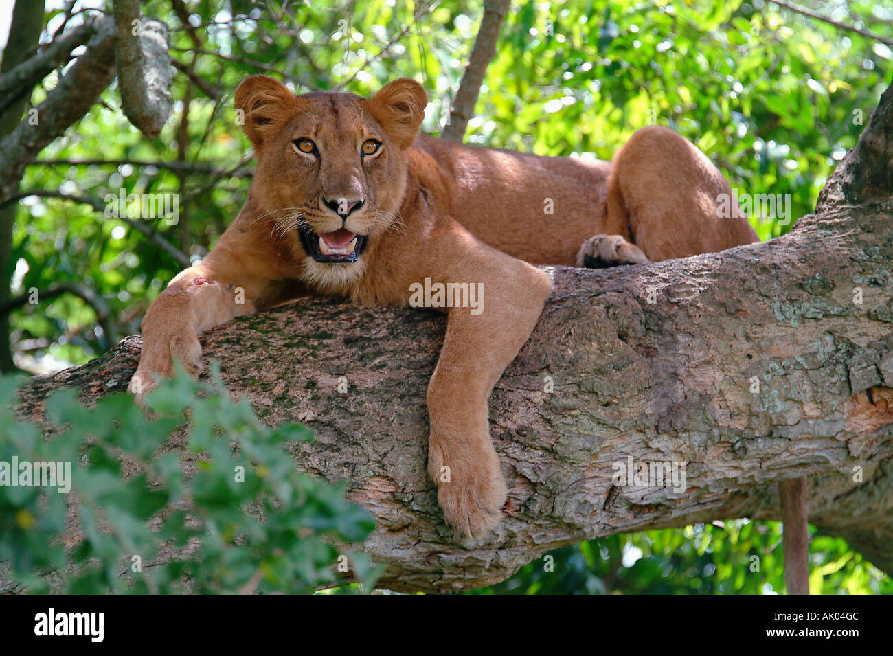 Queen elisabeth national park hi-res stock photography and images - Alamy