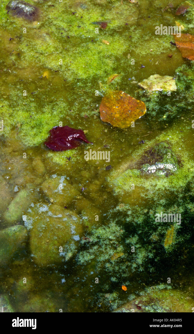 Rainbow Falls Tobago Trinidad Rainforest Algae Growth on River Stock ...