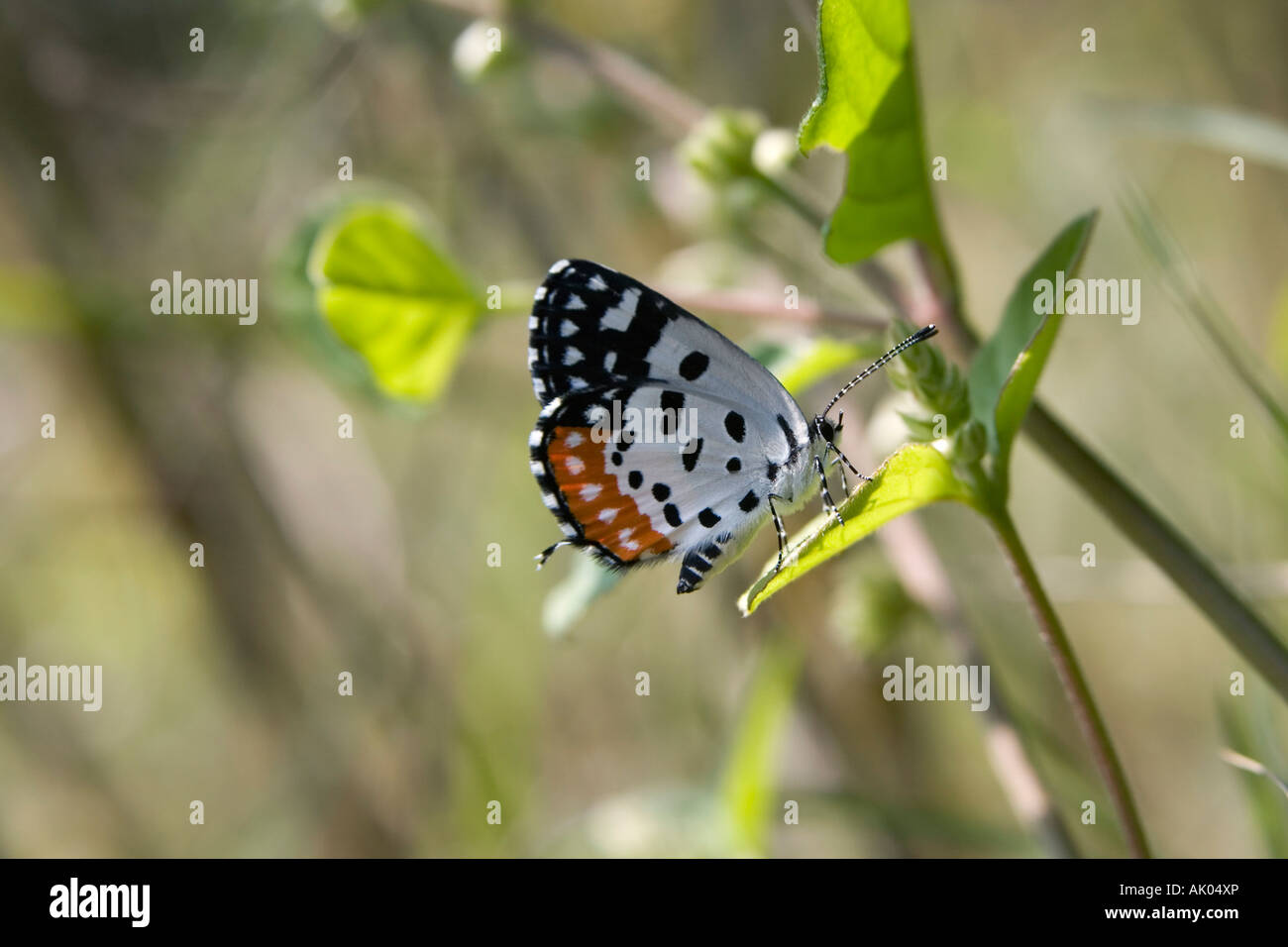 Pierrots hi-res stock photography and images - Alamy
