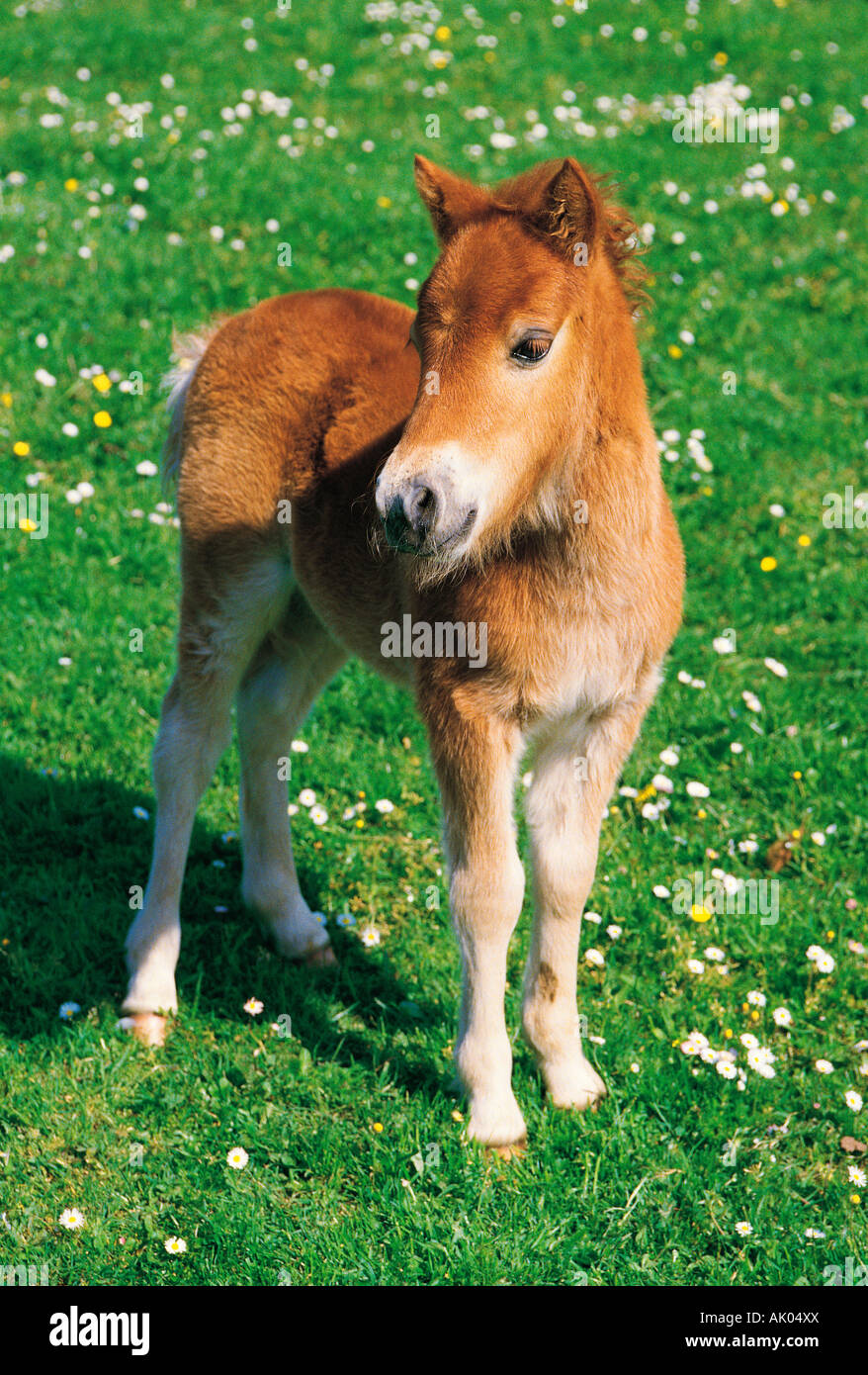 Horses. Foal in field Stock Photo - Alamy