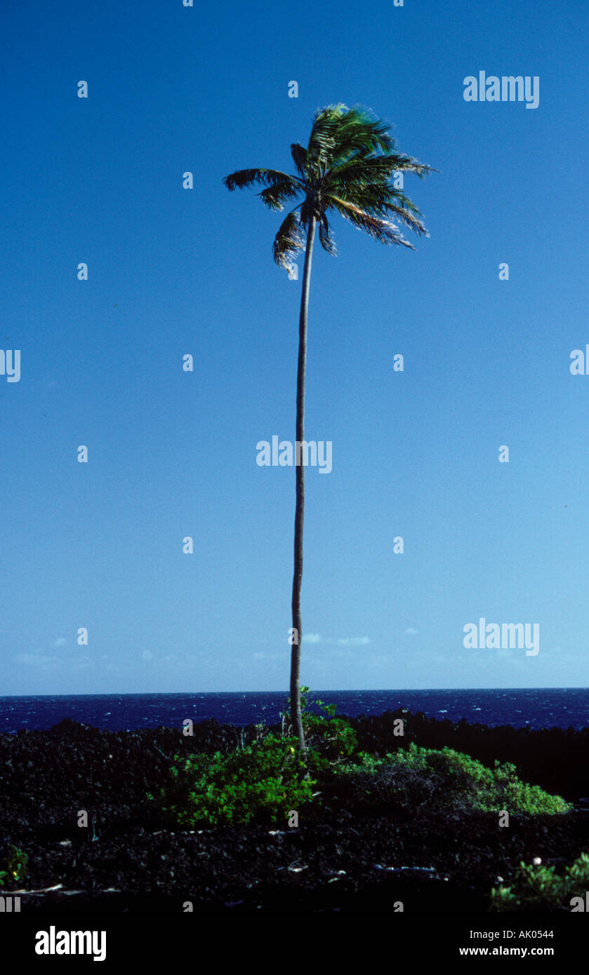 lone palm tree Hawaii USA Stock Photo - Alamy