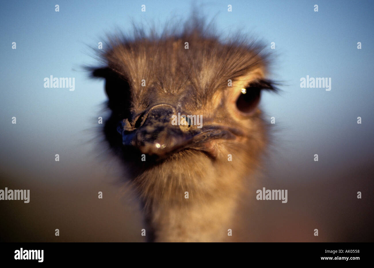Ostrich face hi-res stock photography and images - Alamy